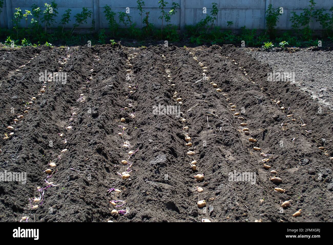 working on a potato field with a old tractor Stock Photo - Alamy