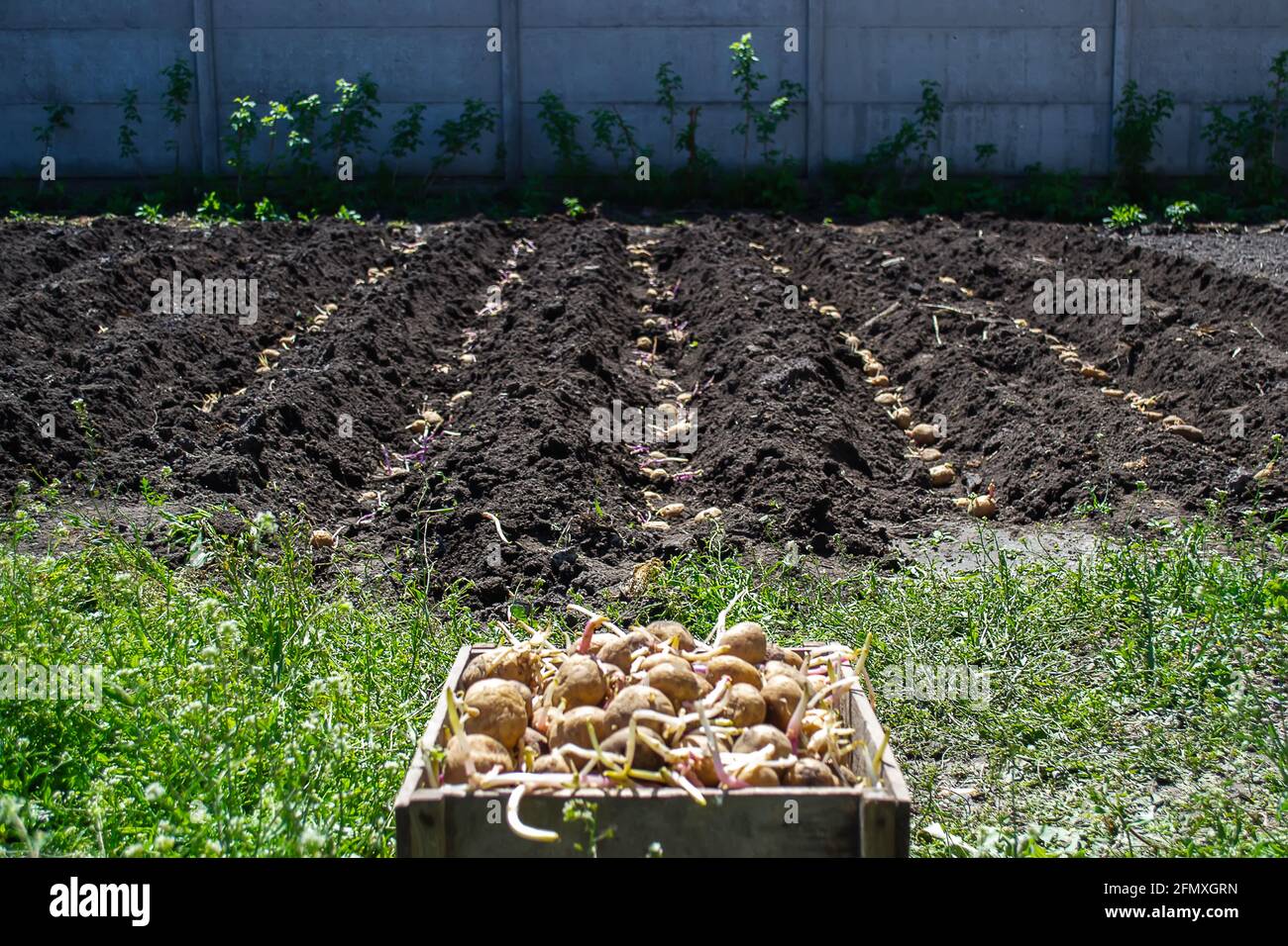 working on a potato field with a old tractor Stock Photo - Alamy
