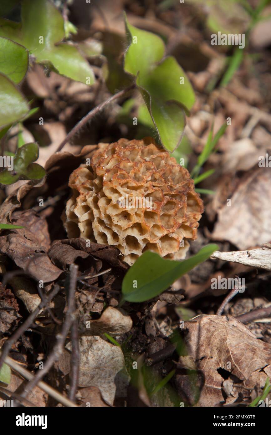 Smardz jadalny hi-res stock photography and images - Alamy