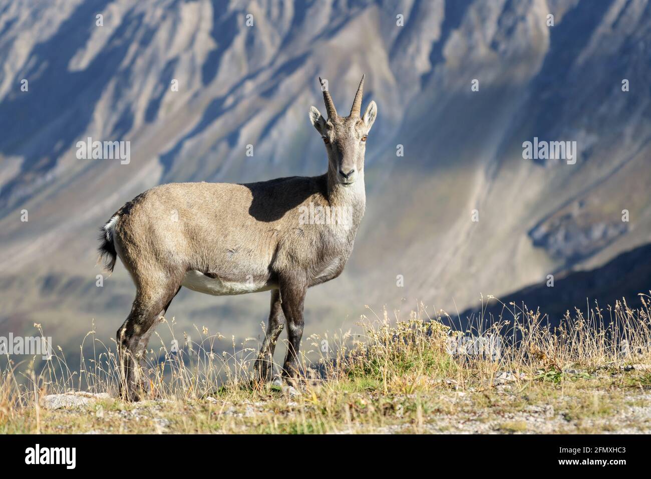 Steinbock symbol hi-res stock photography and images - Alamy