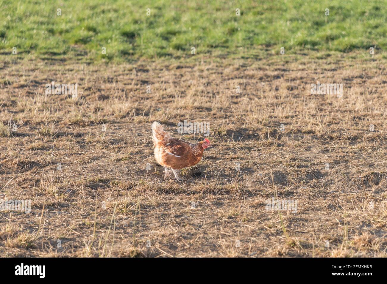 Brown chicken live outdoors at bio poultry farm grass meadow. Rural ...