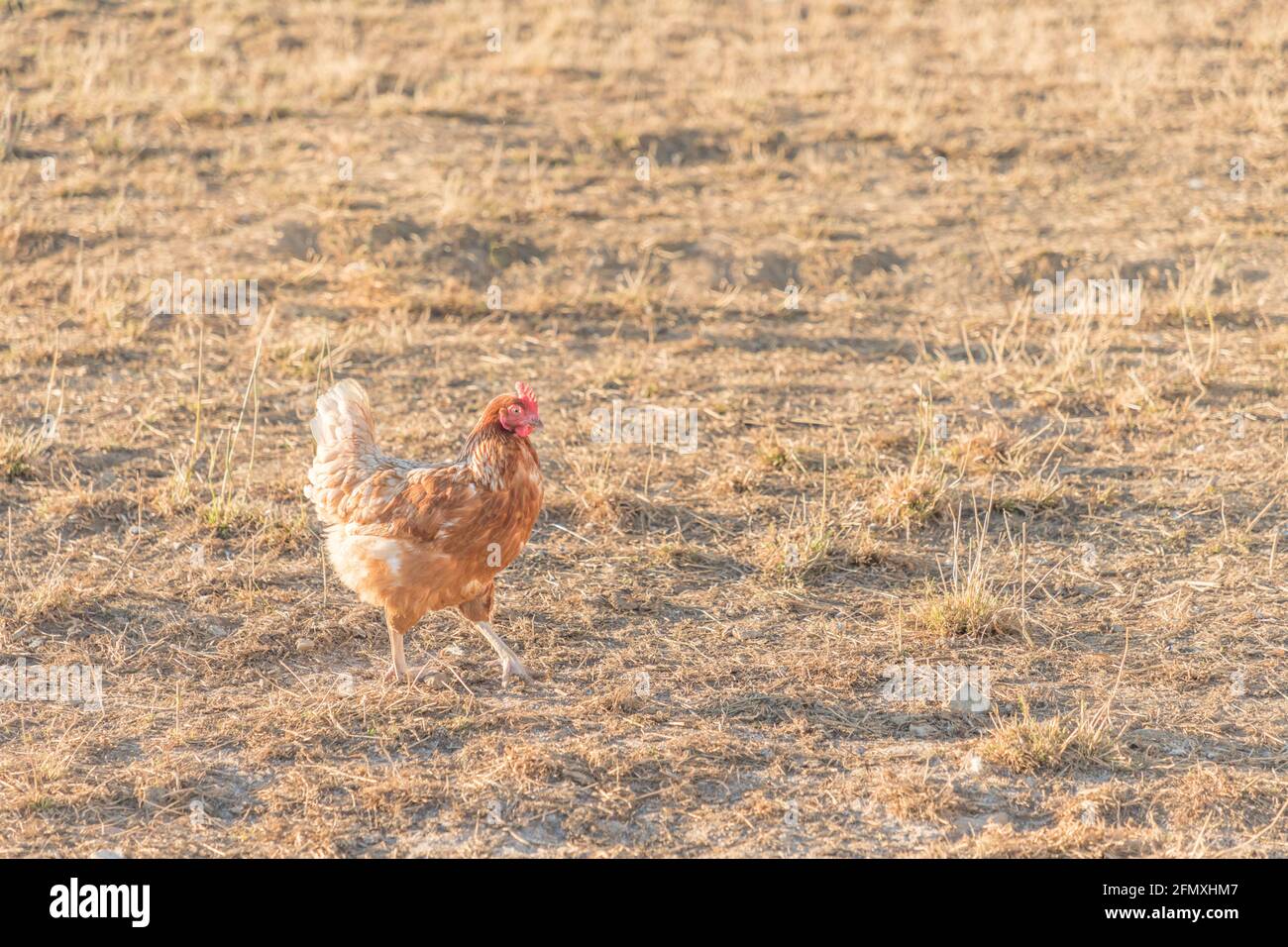 Brown chicken live outdoors at bio poultry farm grass meadow. Rural ...