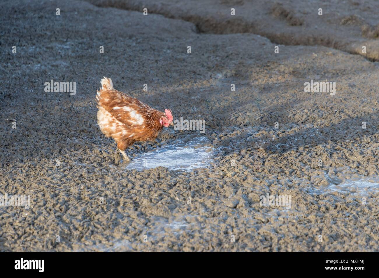 Poultry farm chickens drinking water hi-res stock photography and ...