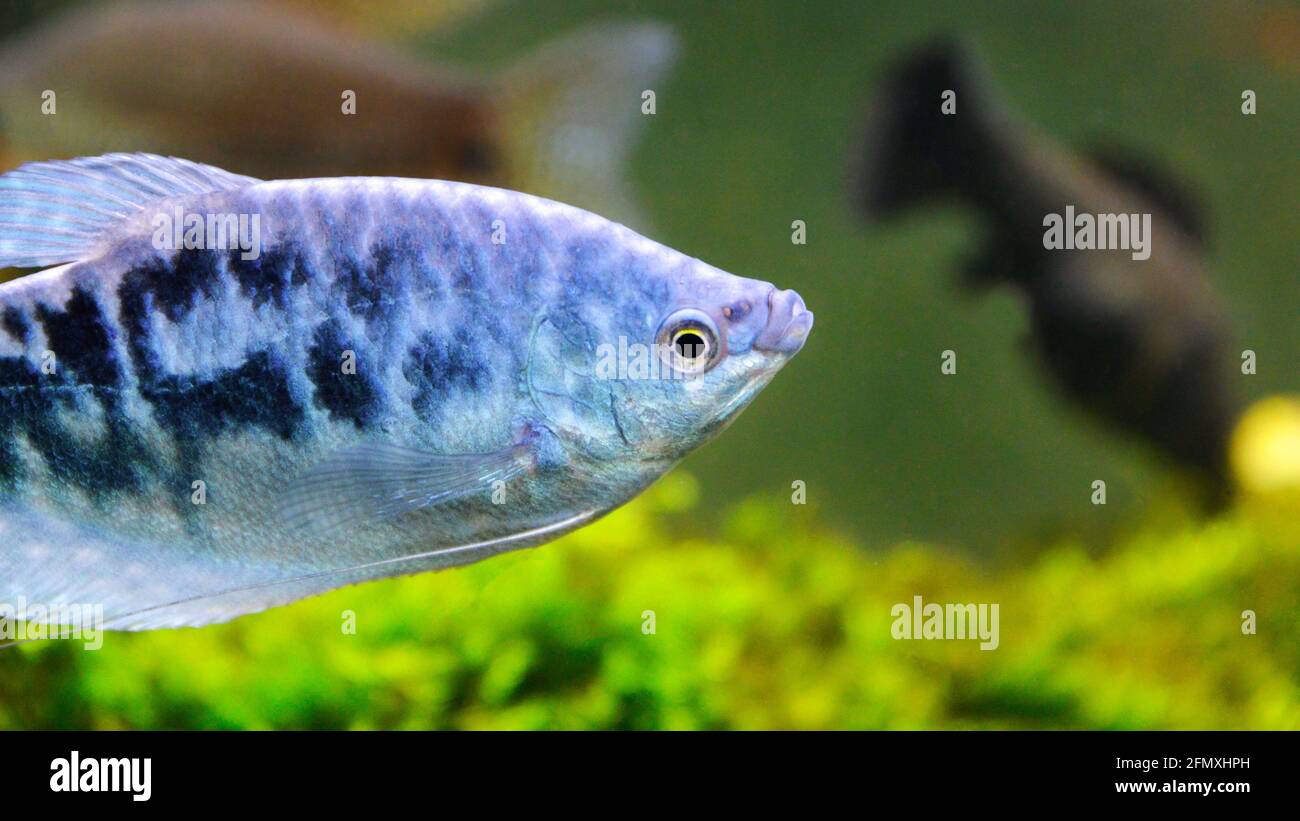 A beautiful blue fish of type three spot gourami and variety opaline ...