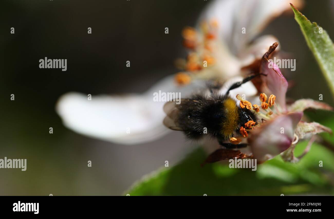 Bee nose hi-res stock photography and images - Alamy