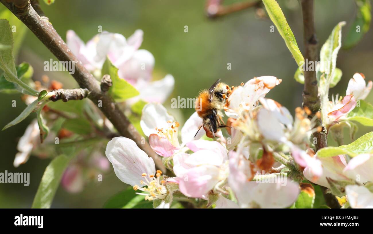 Close-up of a Red-Tailed Bumblebee / Bombus lapidarius foraging on ...