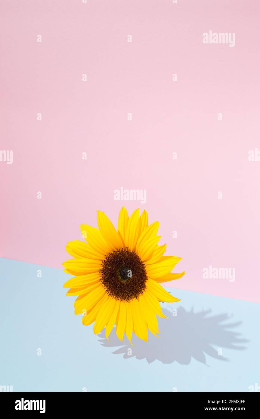 Gentle aesthetic hi-res stock photography and images - Alamy