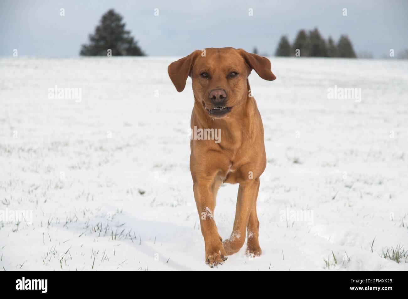 Playful light brown dog hi-res stock photography and images - Alamy
