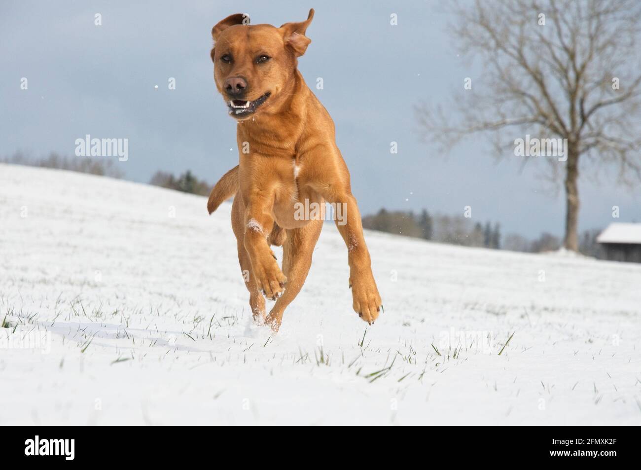 Dog happy jumping running labrador hi-res stock photography and images ...