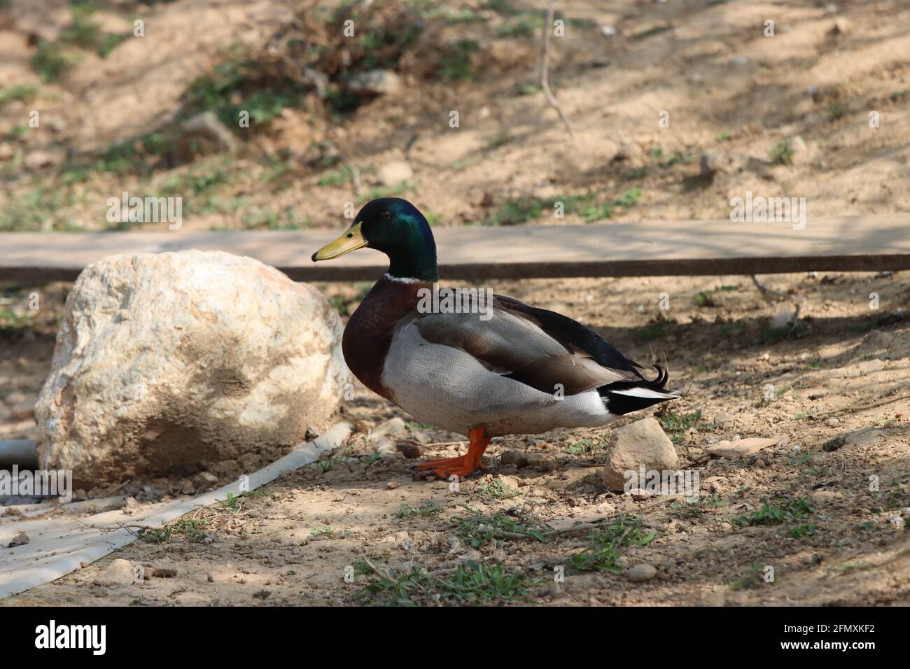 Anatra hi-res stock photography and images - Alamy