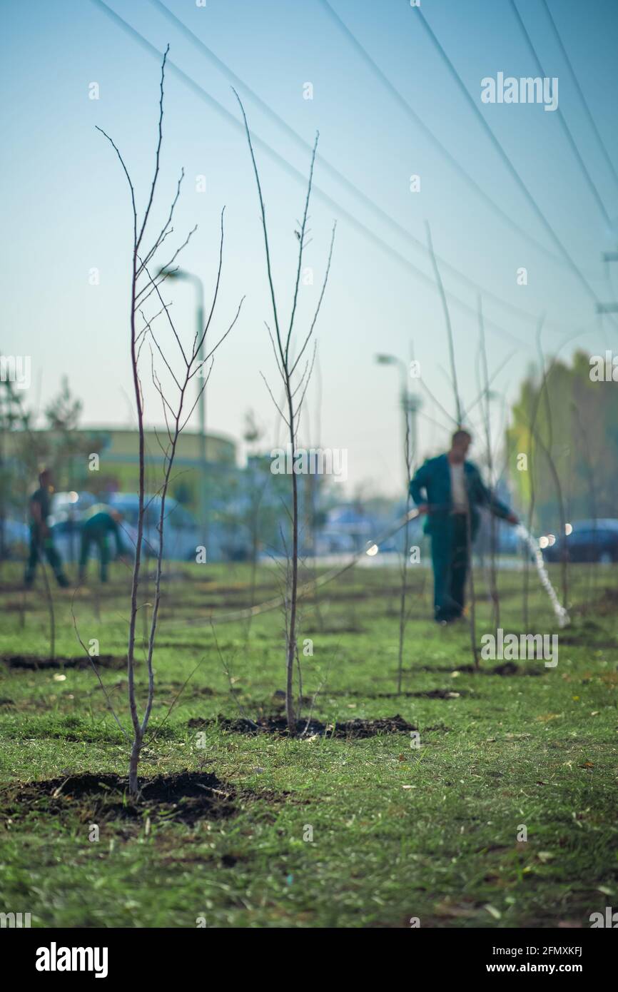 Man watering tree hi-res stock photography and images - Alamy