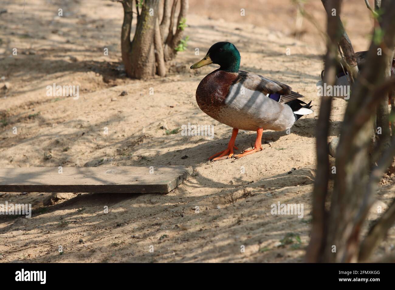Anatra hi-res stock photography and images - Alamy
