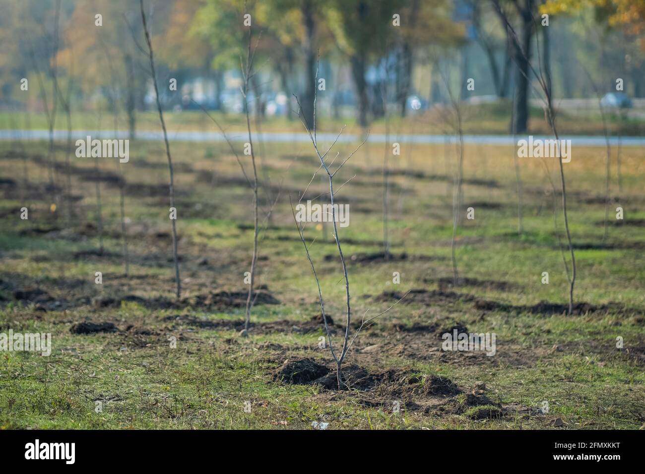 green garden with young fresh planted trees Stock Photo - Alamy