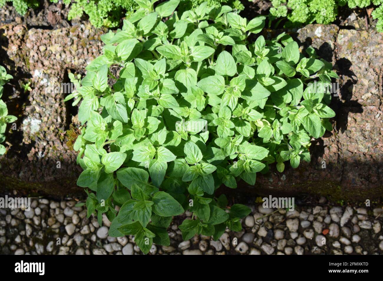 Oreganopflanze hi-res stock photography and images - Alamy