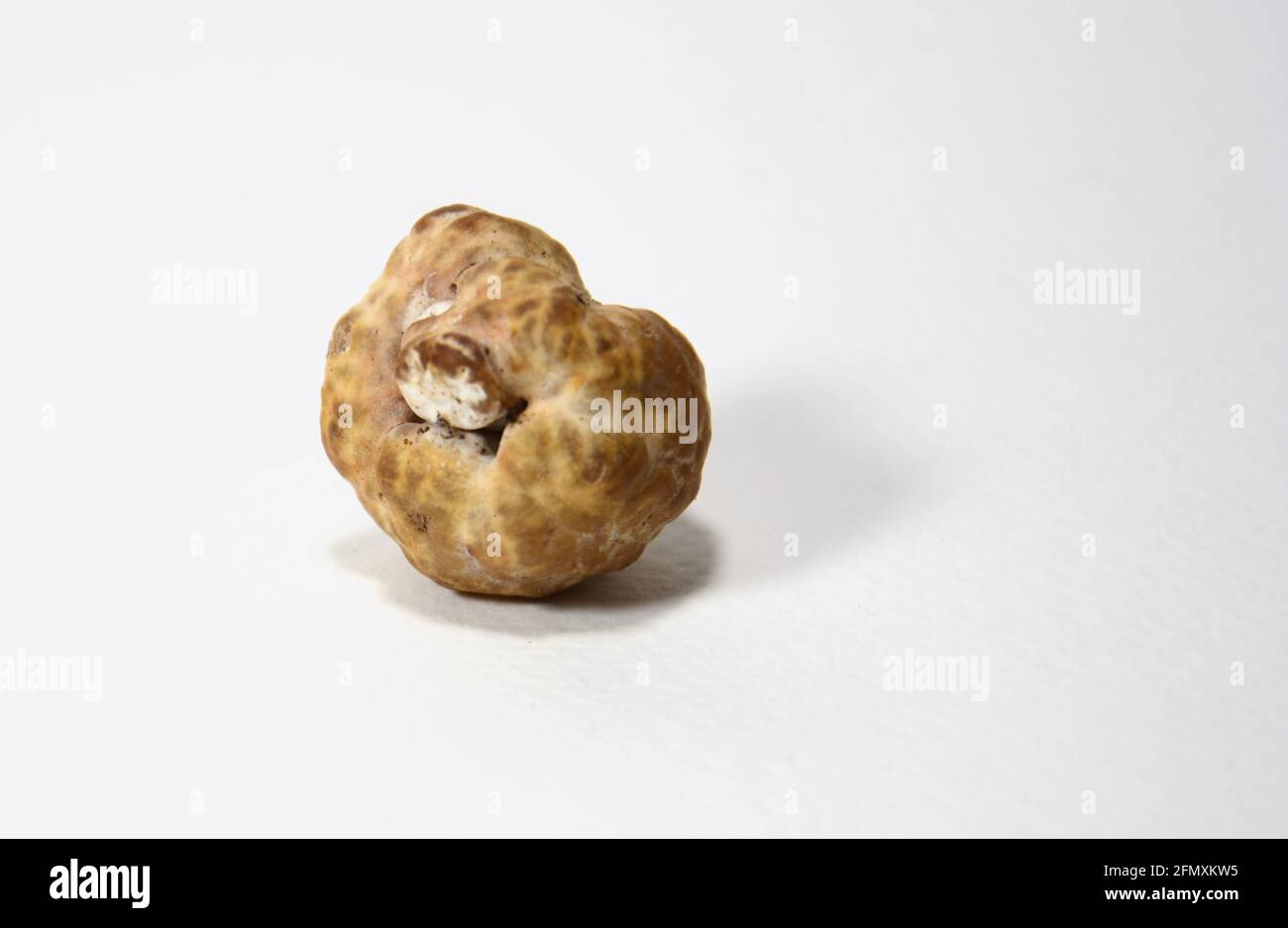 white truffle isolated on black / white background Stock Photo - Alamy
