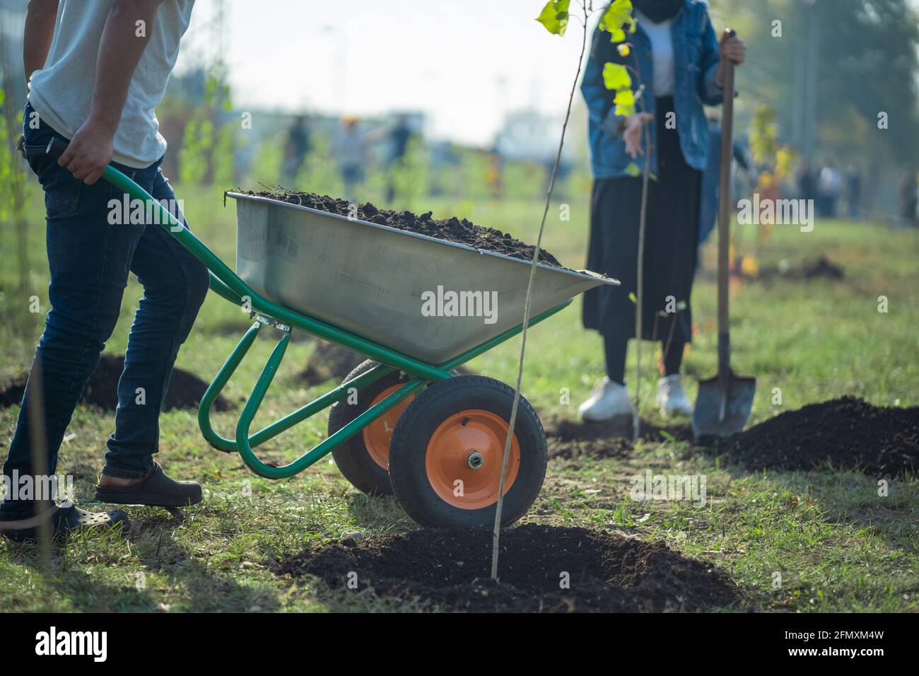 planting new trees with gardening tools in green park Stock Photo - Alamy