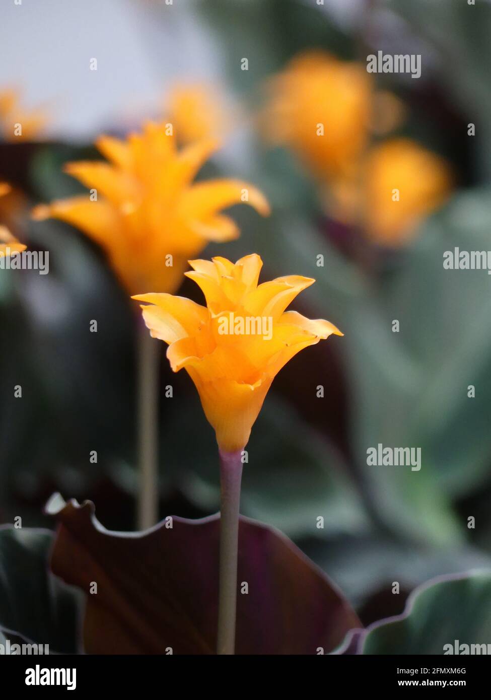 Eternal flame plant hi-res stock photography and images - Alamy