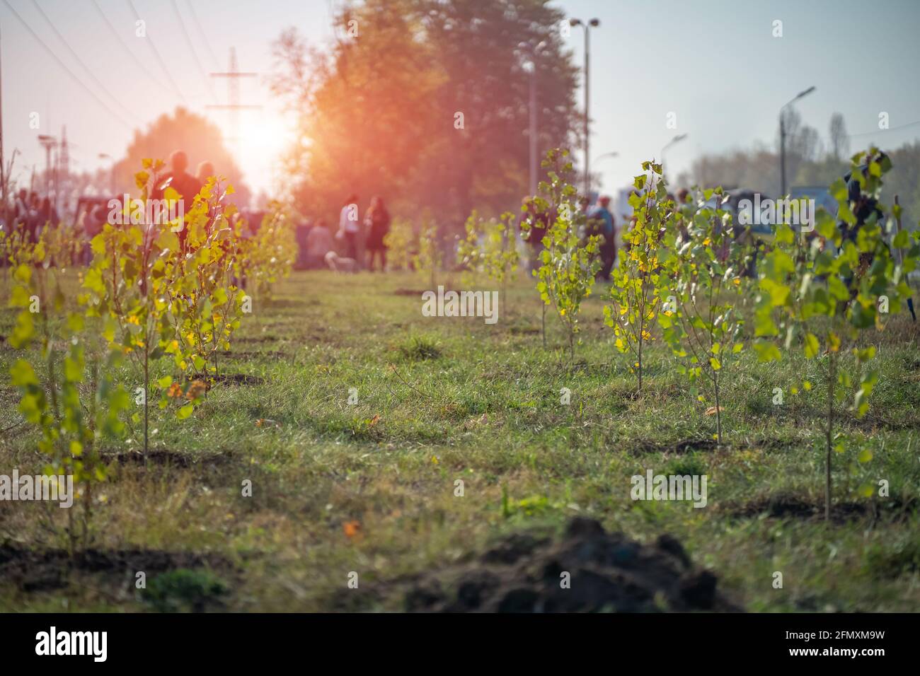 green garden with young fresh planted trees Stock Photo - Alamy