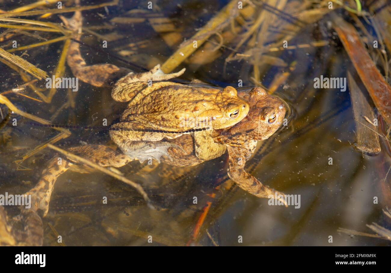 Toads coupling hi-res stock photography and images - Alamy
