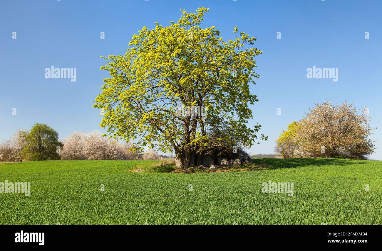 Field maple trees hi-res stock photography and images - Alamy