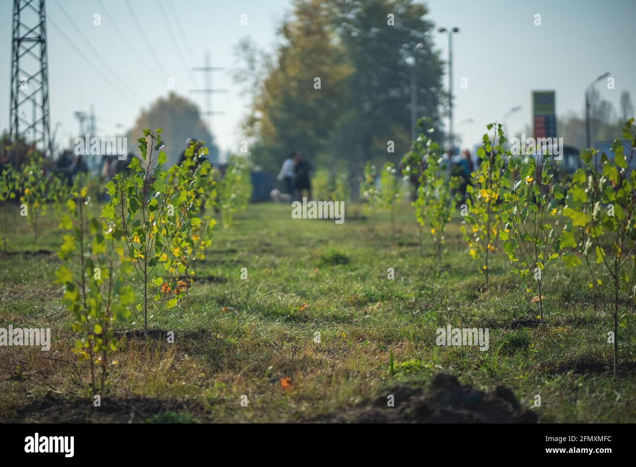 green garden with young fresh planted trees Stock Photo - Alamy