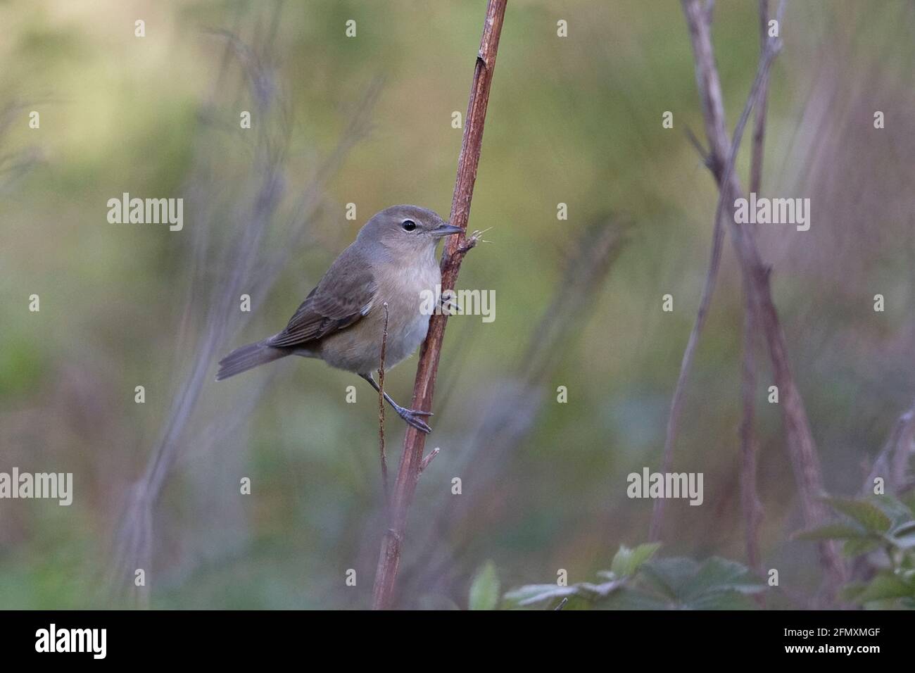 Garden Warbler (Sylvia borin Stock Photo - Alamy