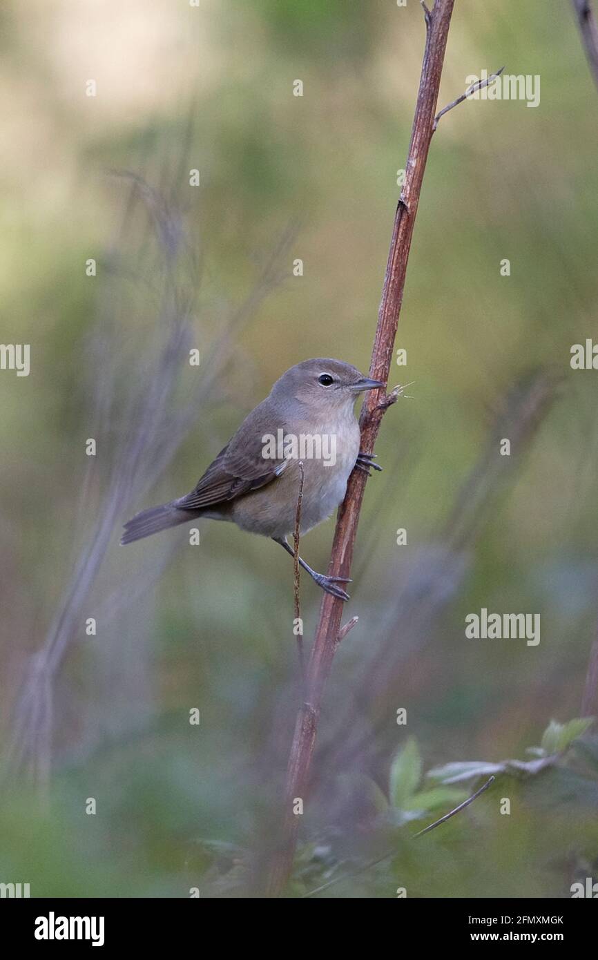 Garden warblers hi-res stock photography and images - Alamy