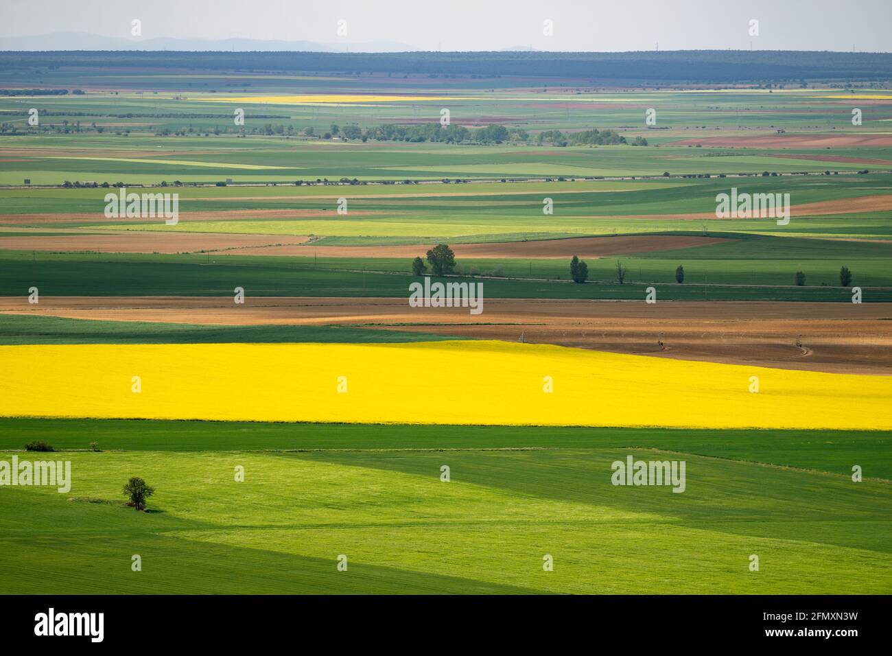 Fertile cultivated field in bloom during the spring season Stock Photo ...