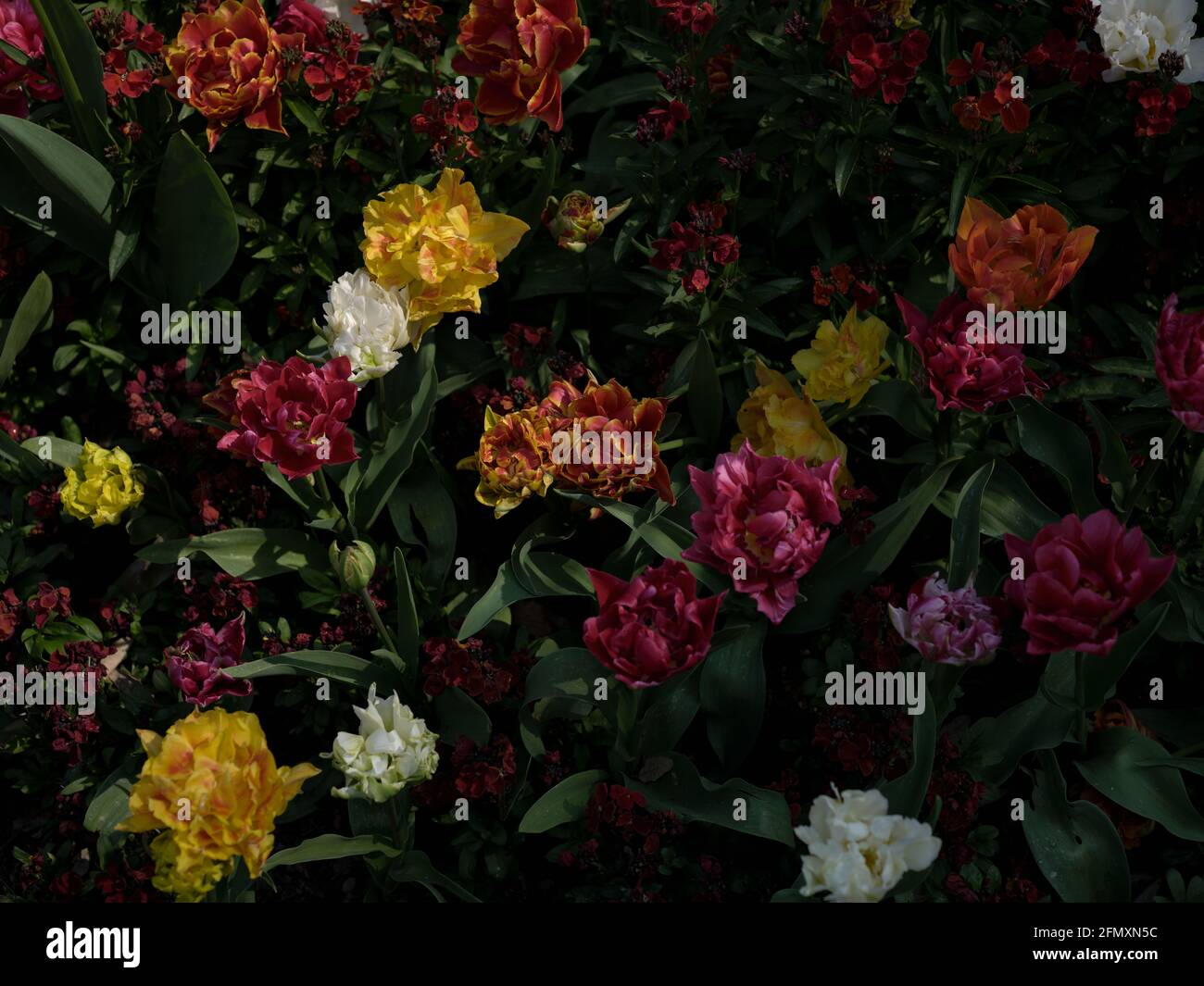 Irish park spring hi-res stock photography and images - Alamy