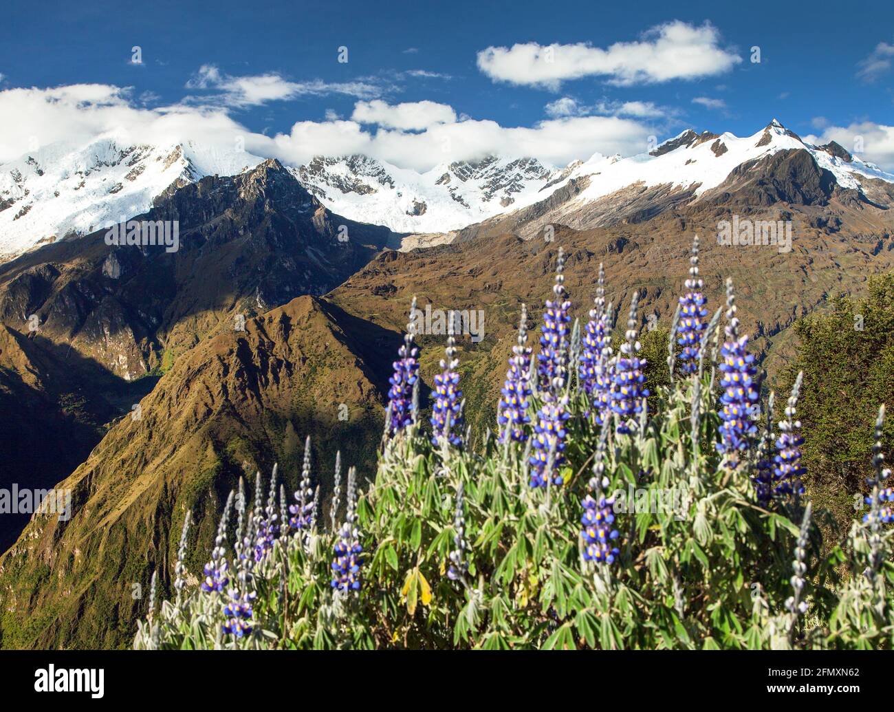 Mount Saksarayuq with Lupinus flower, Andes mountains, Choquequirao ...
