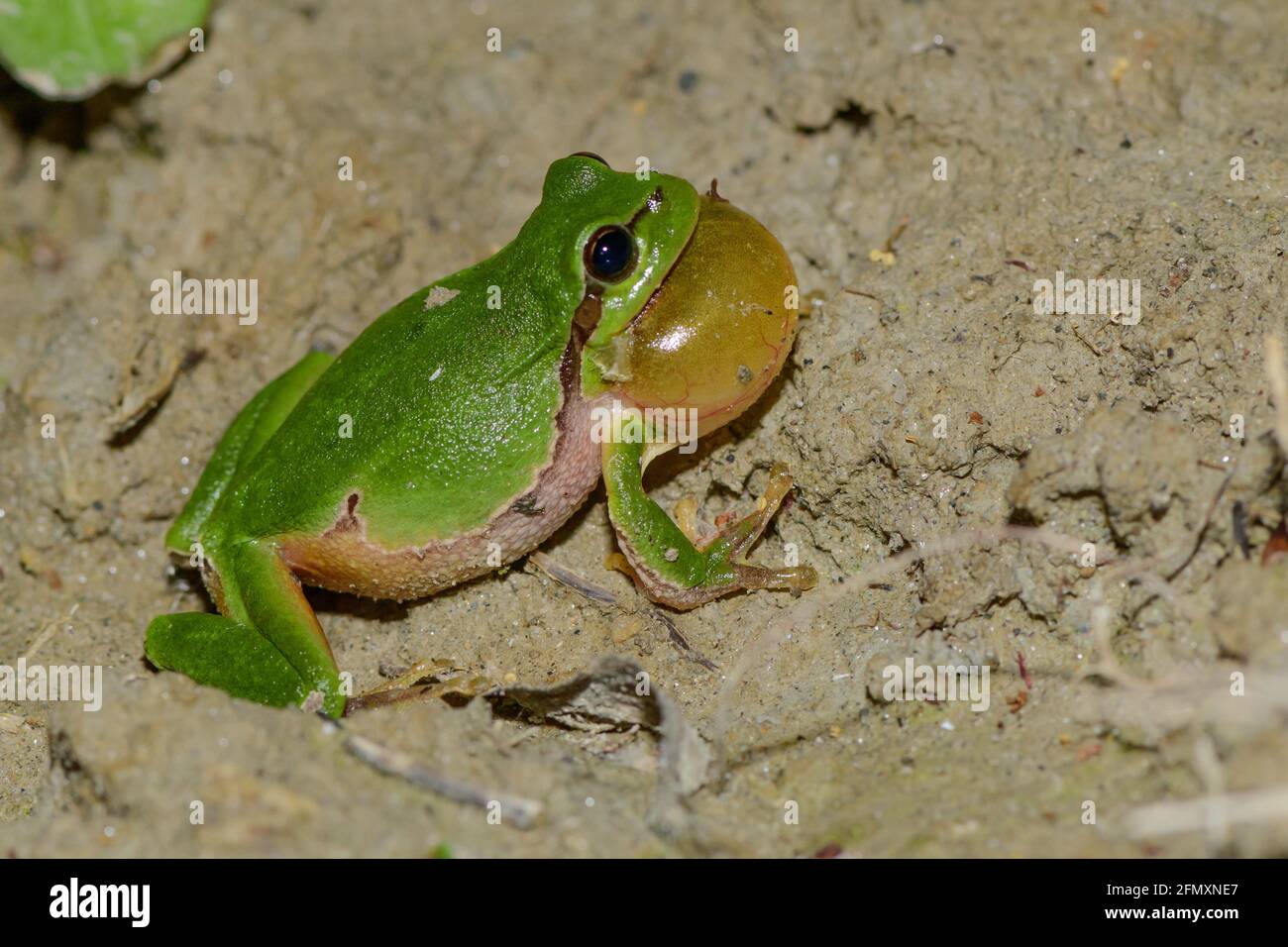 male common tree frog, hyla arborea croaking in a riverside forest in ...