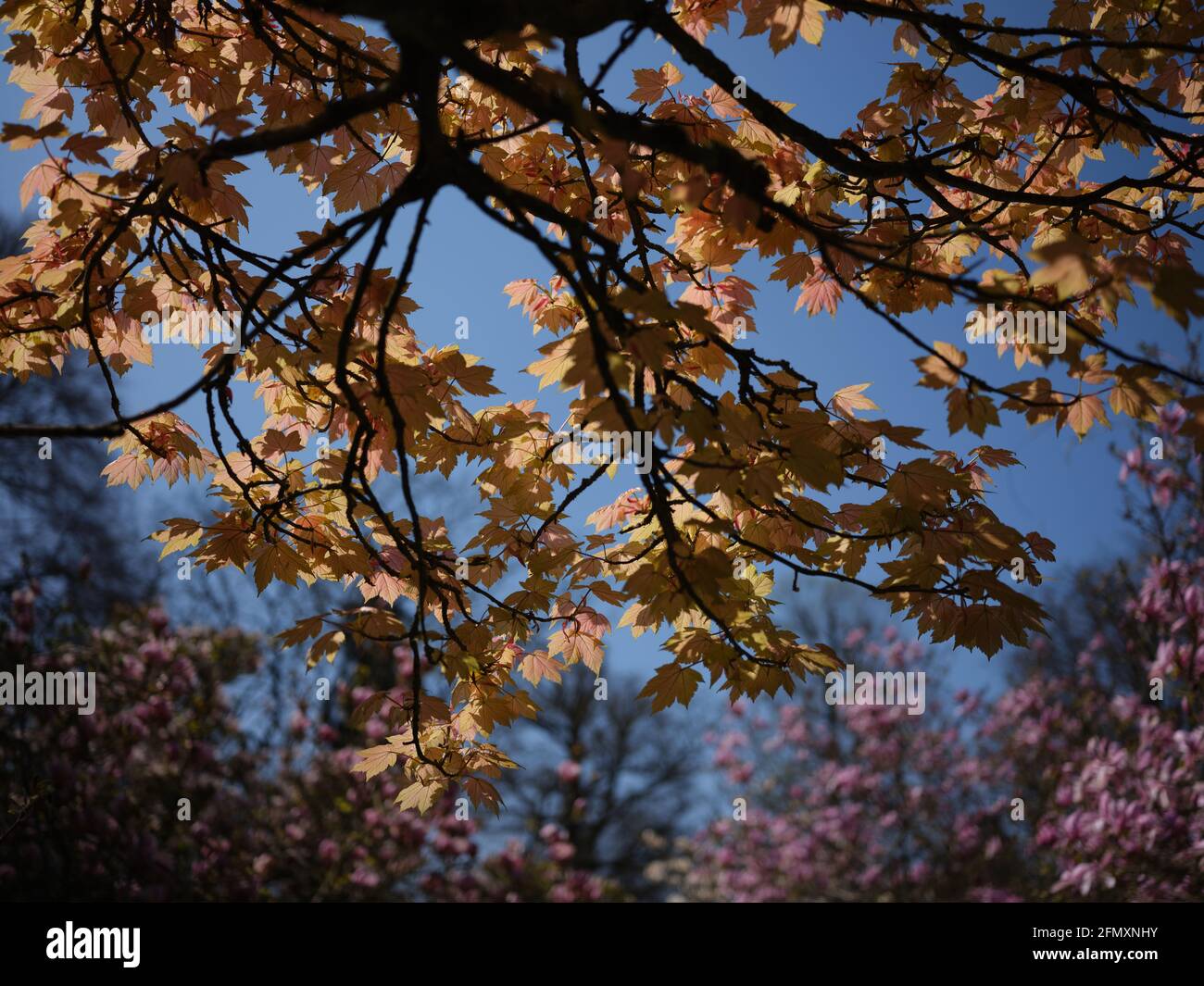 Leaves on trees in springtime in Phoenix Park, Dublin, ireland Stock ...