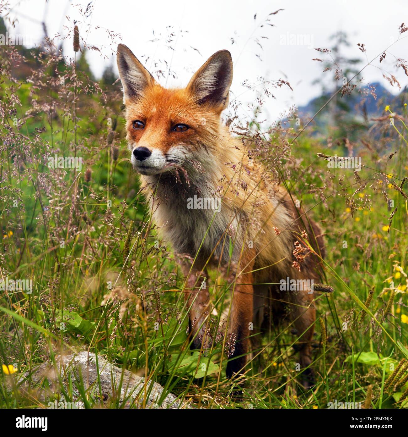 Red fox in latin Vulpes vulpes in the grass, beautiful animal Stock ...