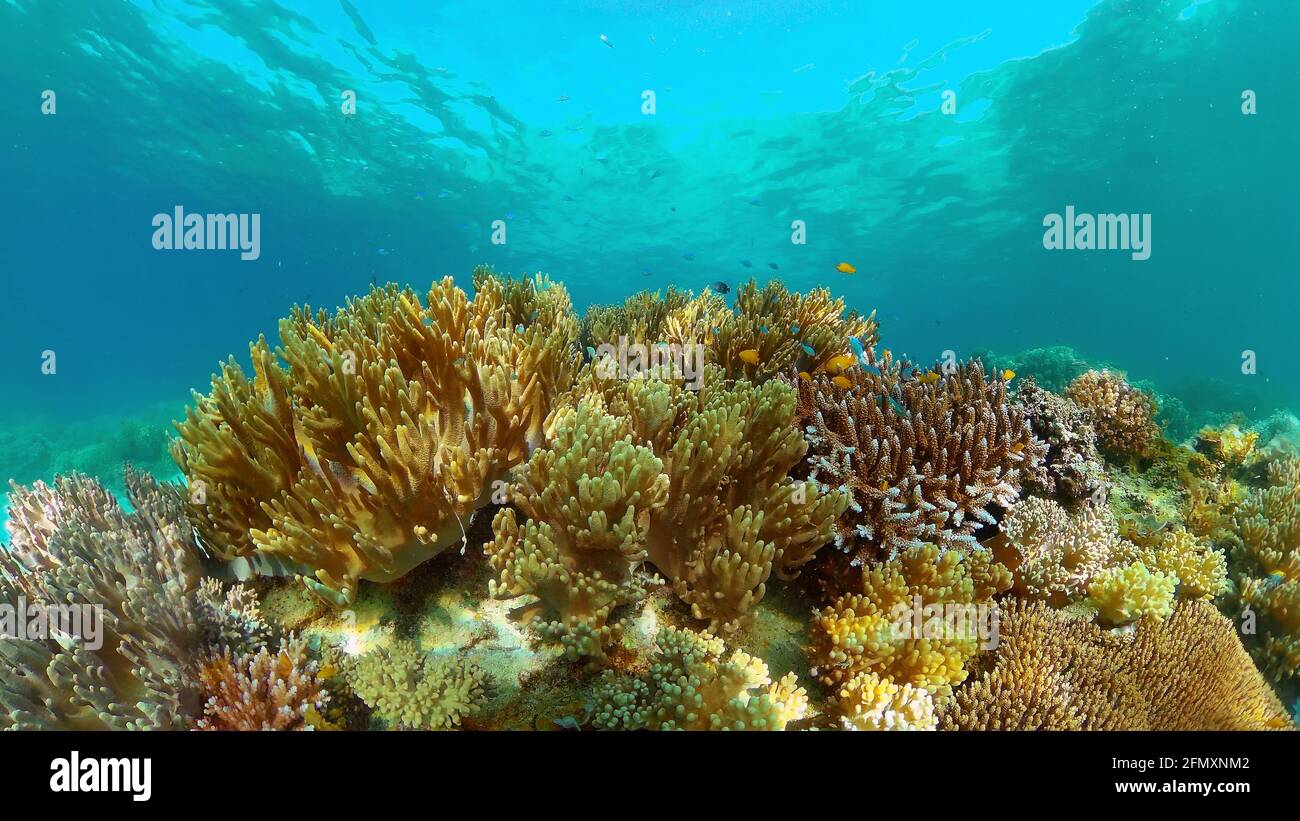 Underwater fish reef marine. Tropical colorful underwater seascape with ...