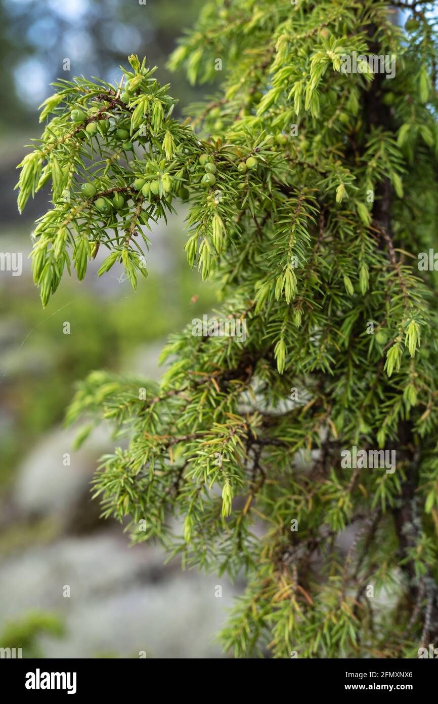 Evergreen juniper bush, against a blurred background, on a summer day ...