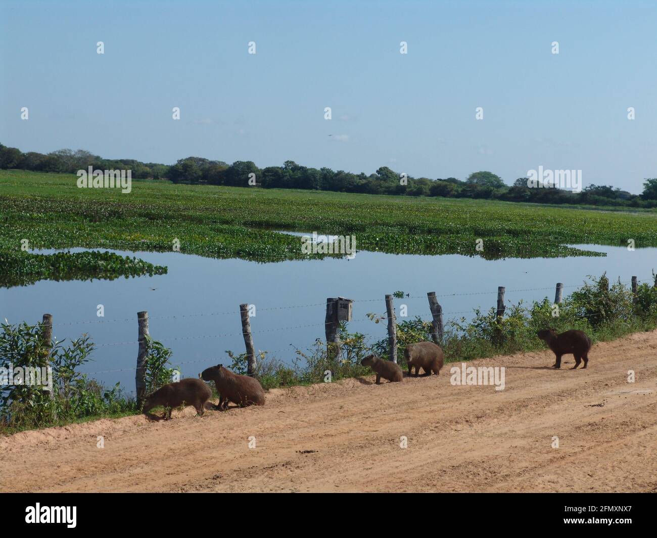 Group of brown Capybaras near the pond Stock Photo - Alamy