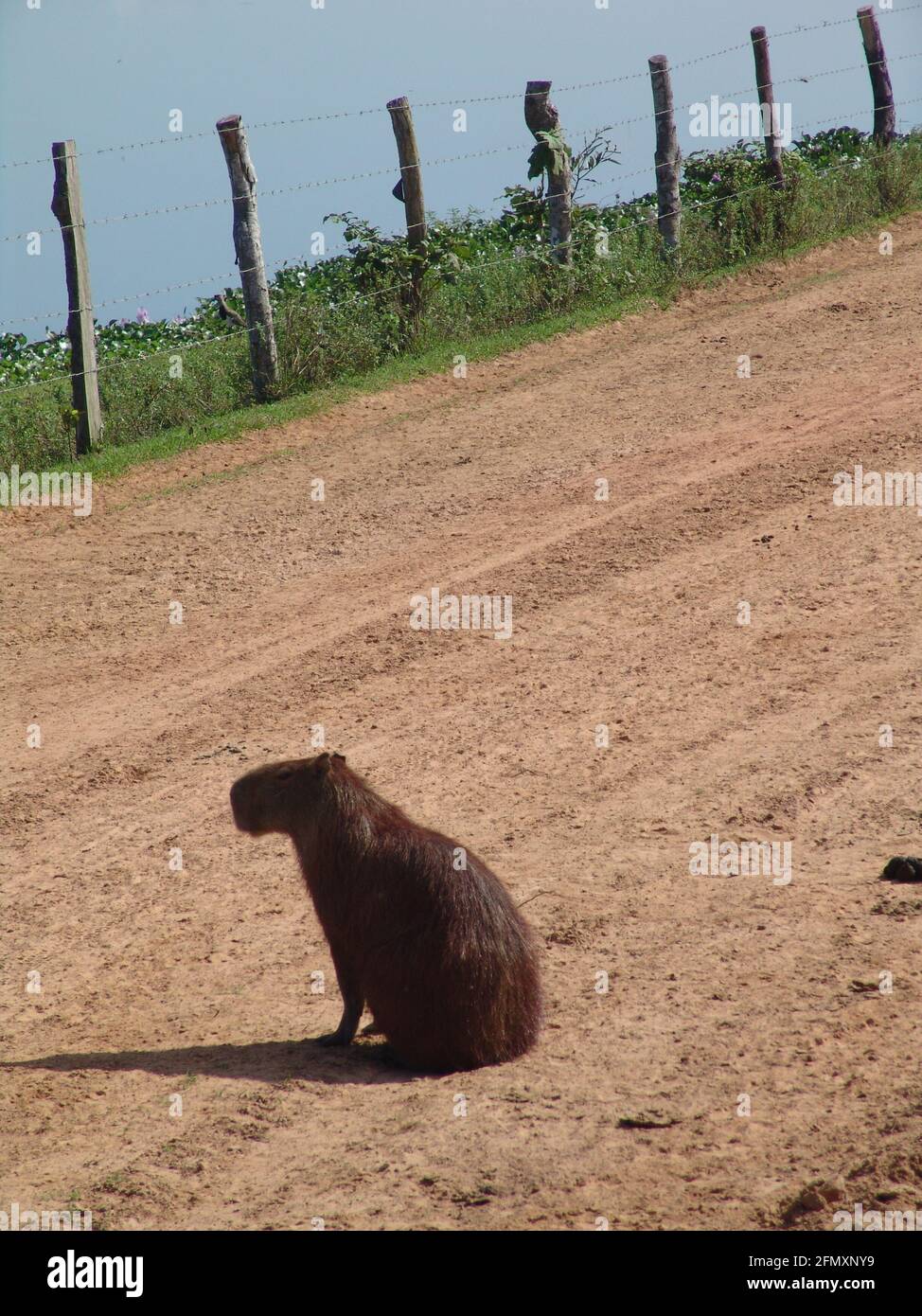 Brown Capybara swimming in the lake Stock Photo - Alamy