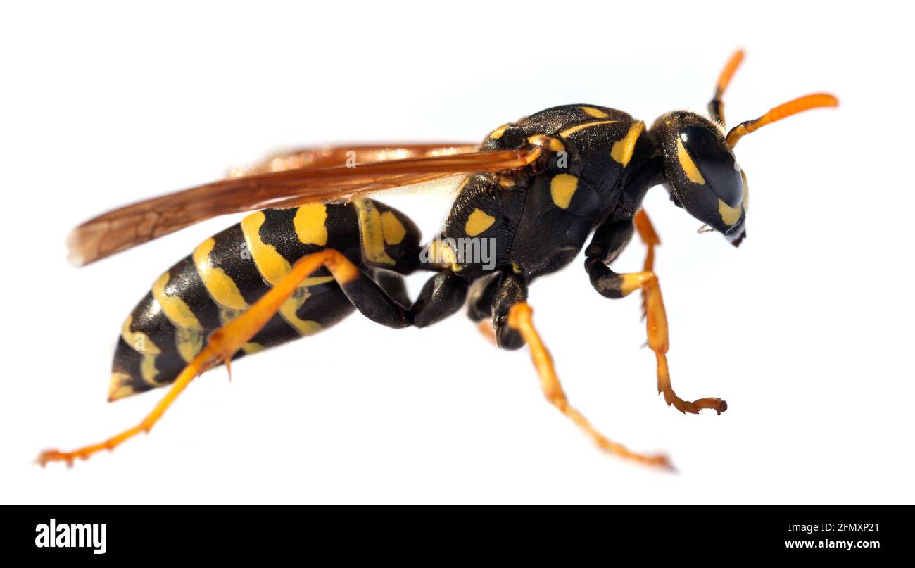 European common wasp German wasp or German yellow jacket isolated on ...