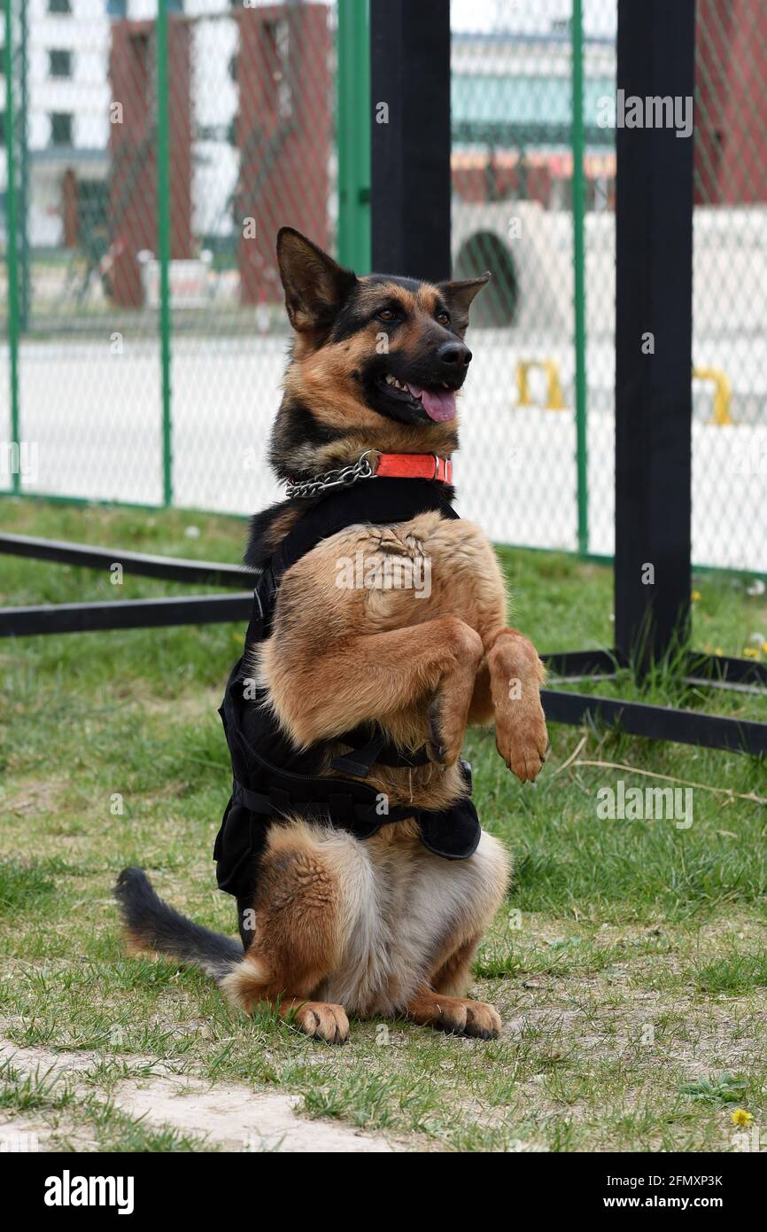 A police search and rescue dog team hi-res stock photography and images ...