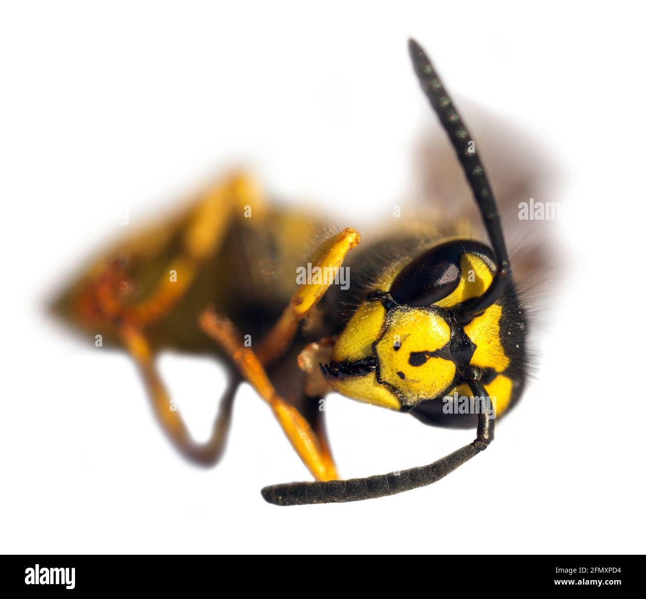 European common wasp German wasp or German yellow jacket isolated on ...