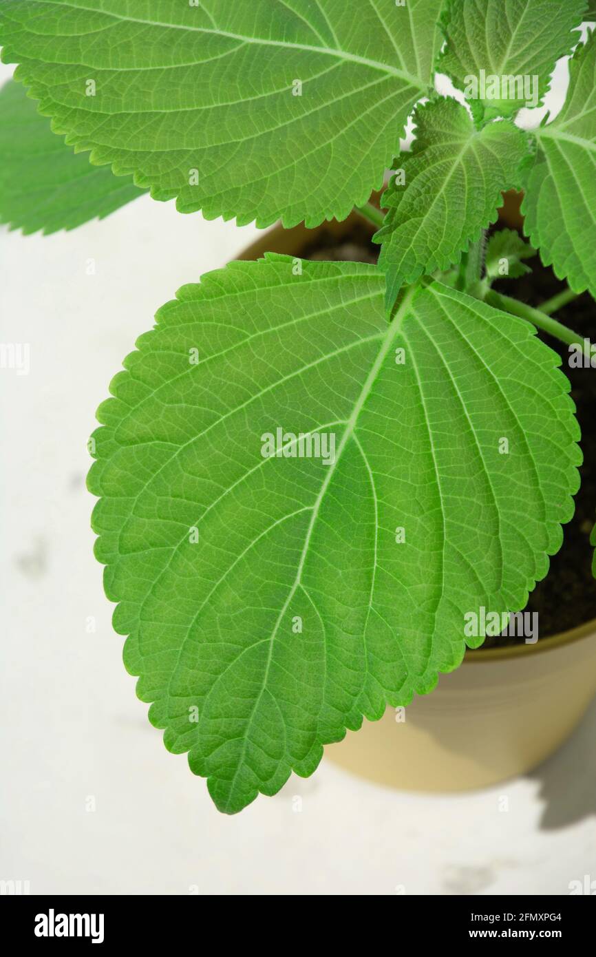 Perilla frutescens Edible fresh leaves prefers eaten in Japan and Asia ...