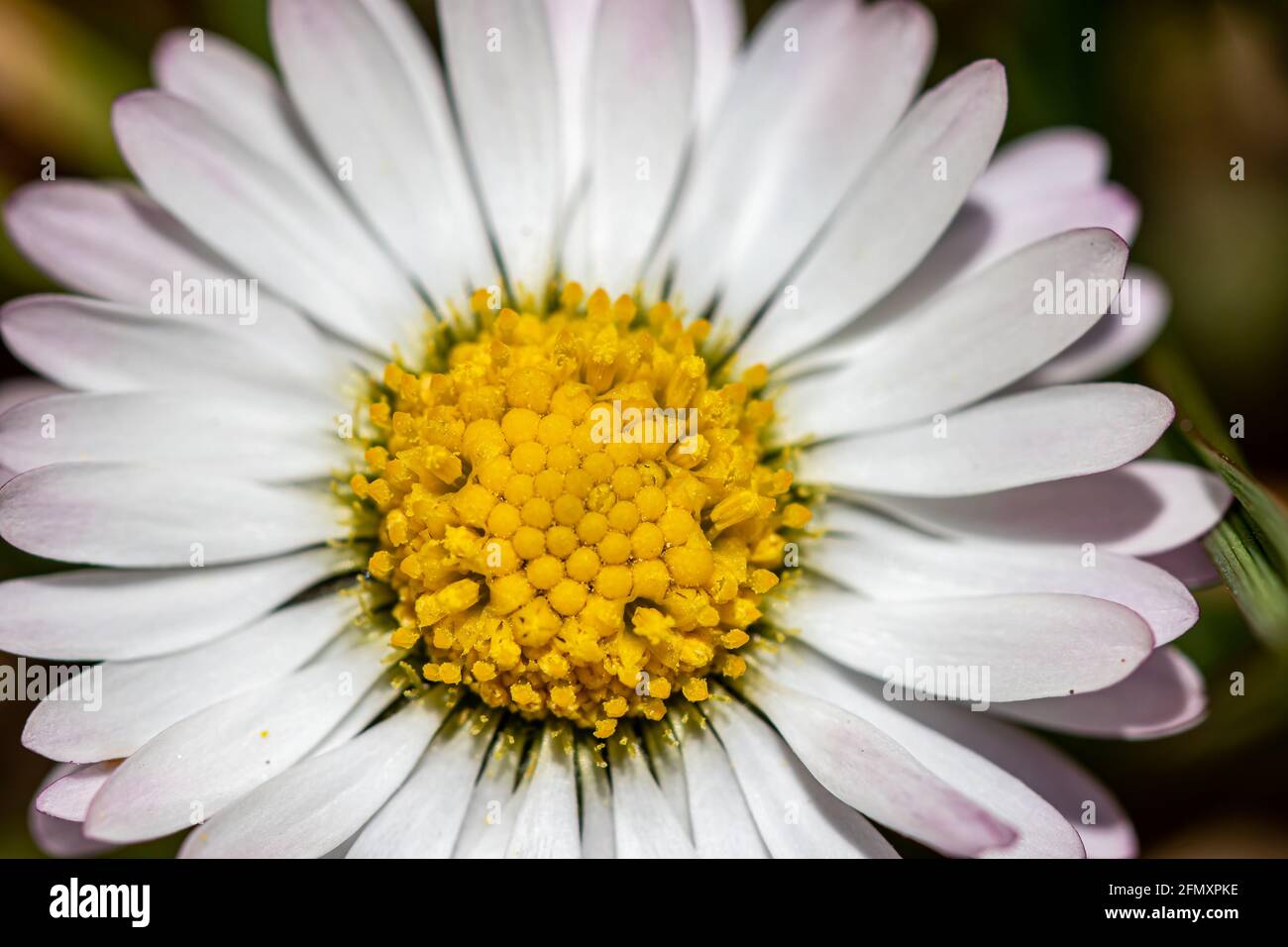 Daisy crocus hi-res stock photography and images - Alamy