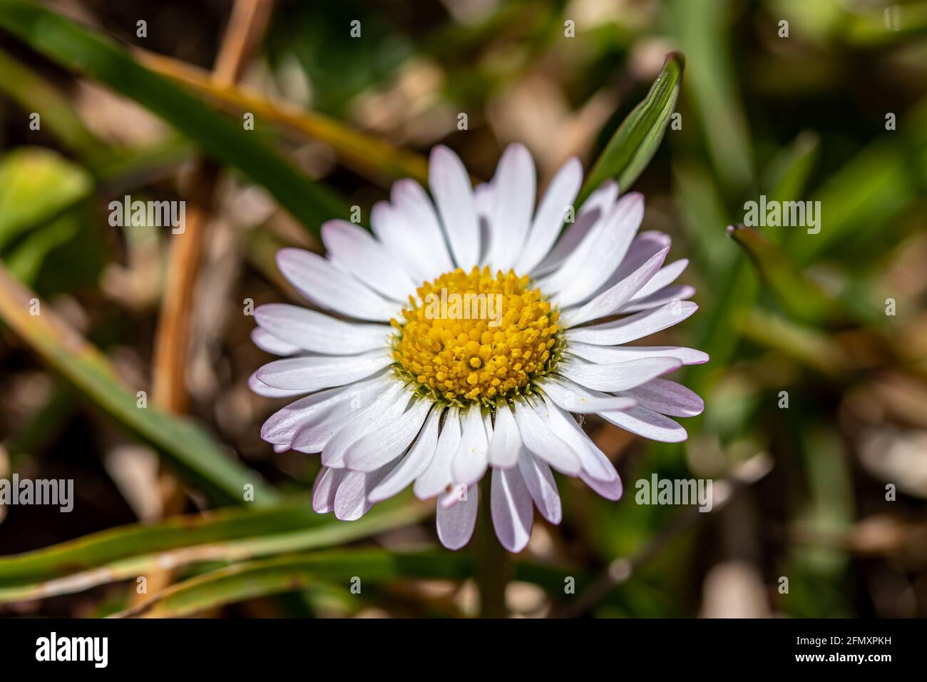 Daisy crocus hi-res stock photography and images - Alamy