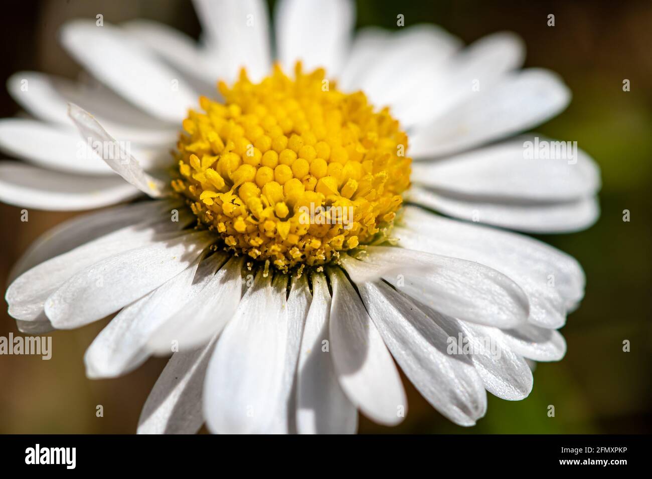 Daisy crocus hi-res stock photography and images - Alamy