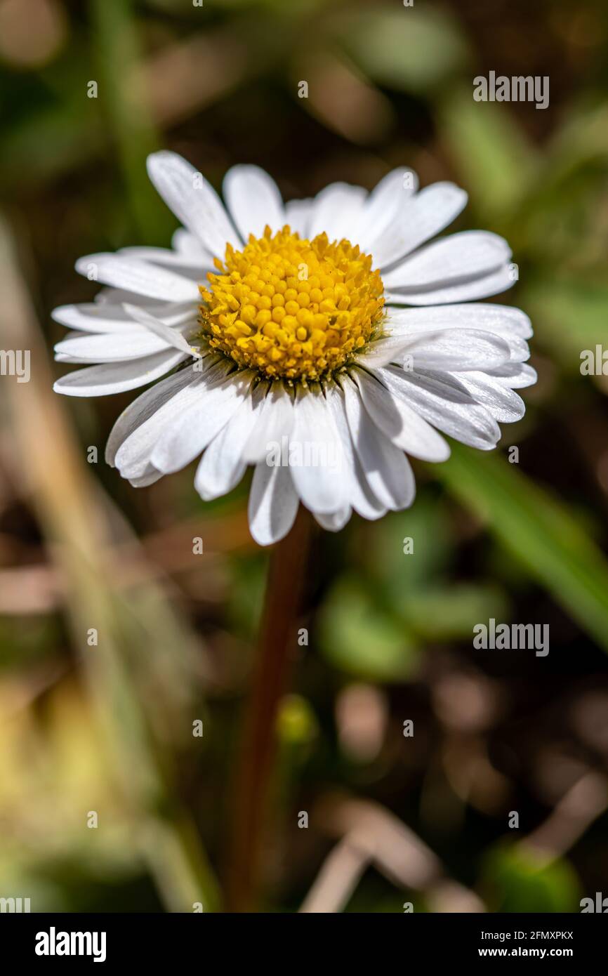 Daisy crocus hi-res stock photography and images - Alamy
