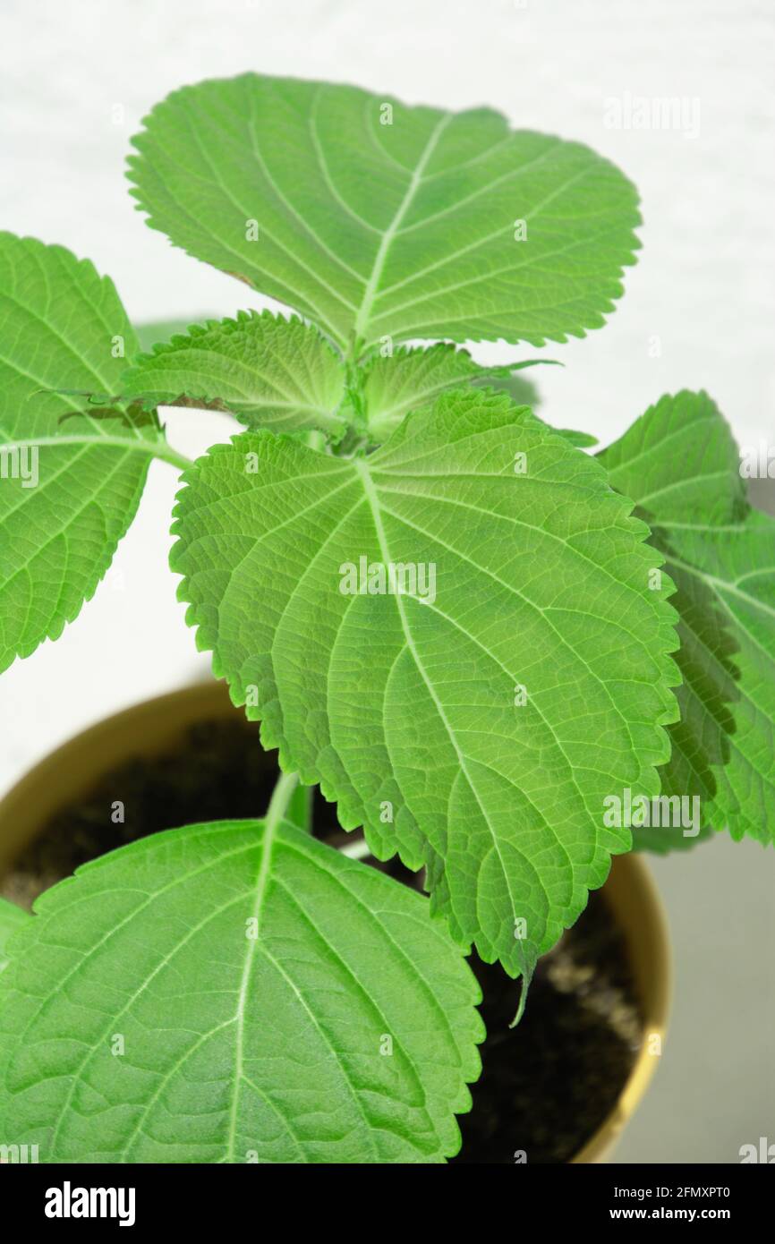 perilla plant grown on the terrace with green aromatic and mint-like ...