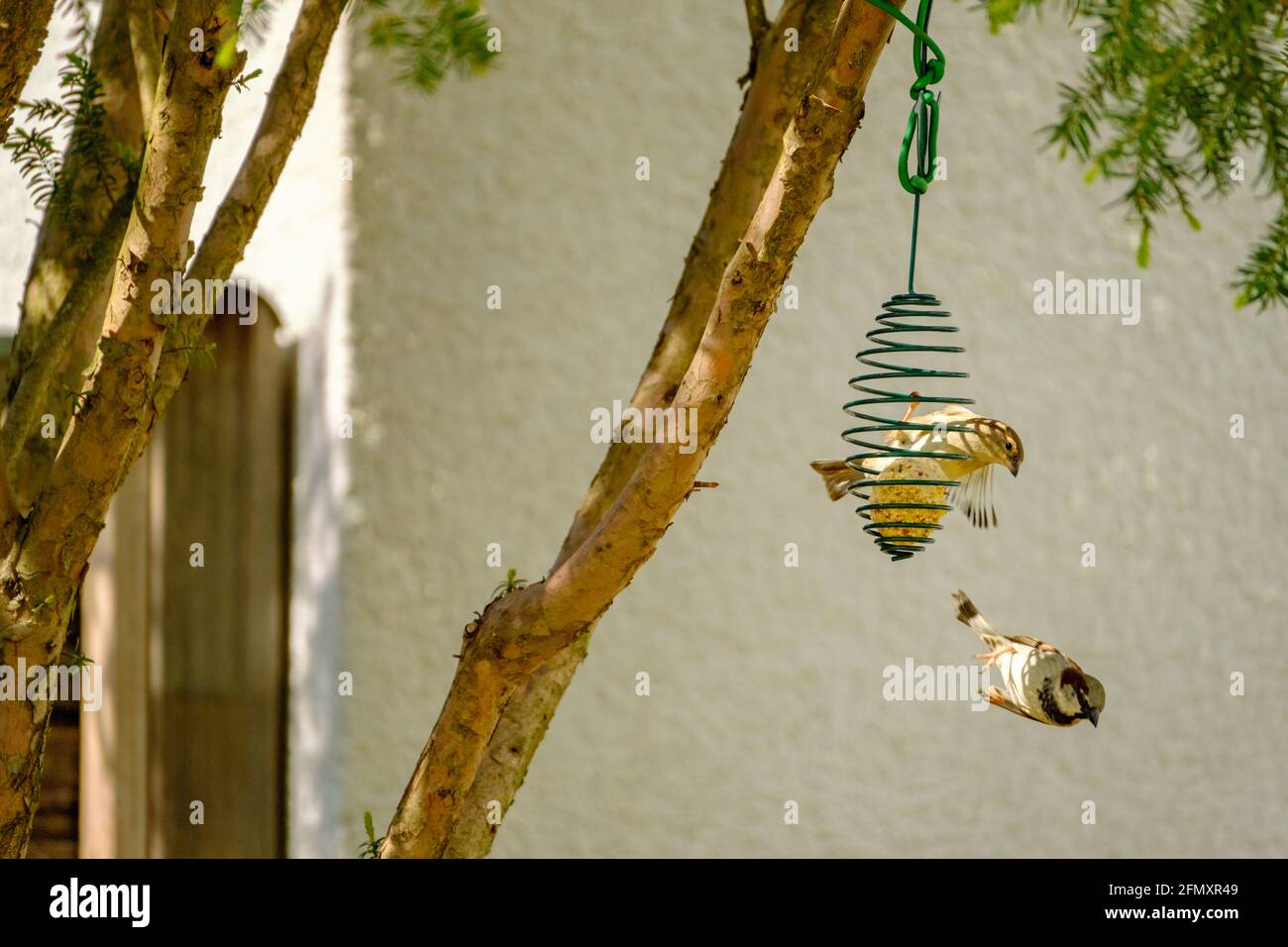 House Sparrow at fat ball feeder, garden scene Stock Photo - Alamy
