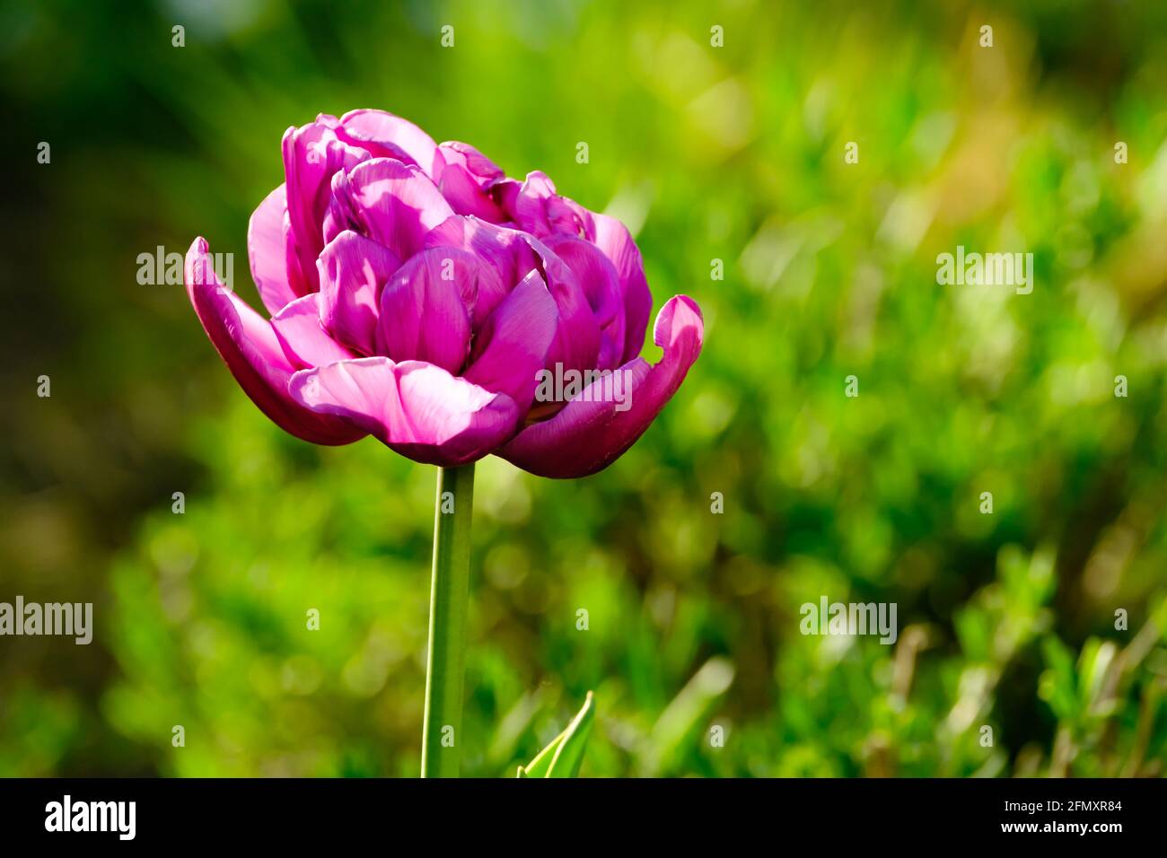 Withering bloom hi-res stock photography and images - Alamy