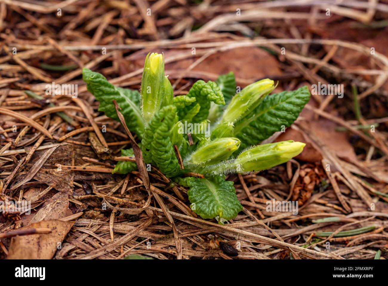 Bunch of primroses hi-res stock photography and images - Alamy