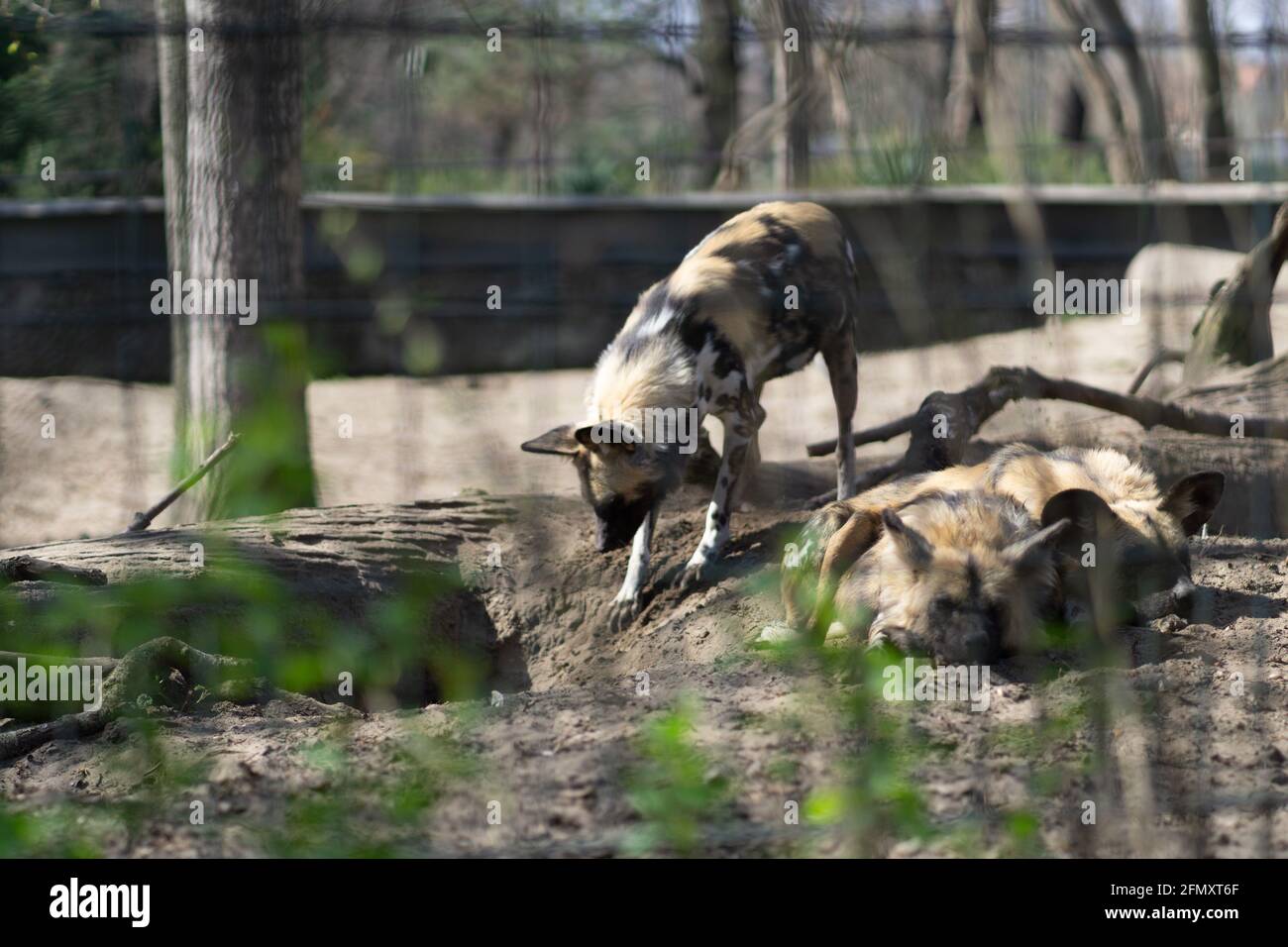 Closeup of a hyena dog in a zoo during daylight Stock Photo - Alamy